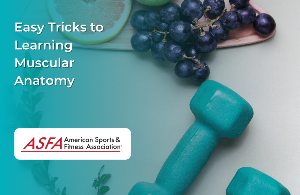 Easy Tricks to Learning Muscular Anatomy