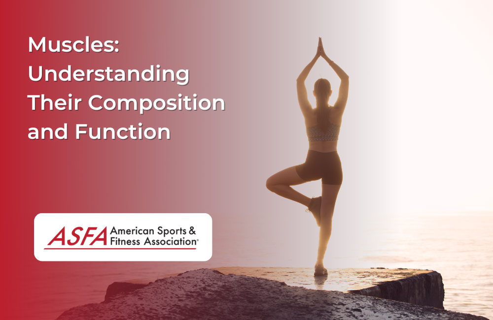 Muscles: Understanding Their Composition and Function