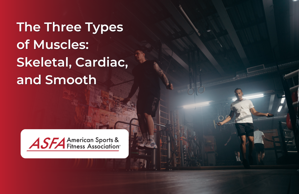 The Three Types of Muscles: Skeletal, Cardiac, and Smooth