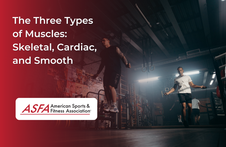 The Three Types of Muscles: Skeletal, Cardiac, and Smooth