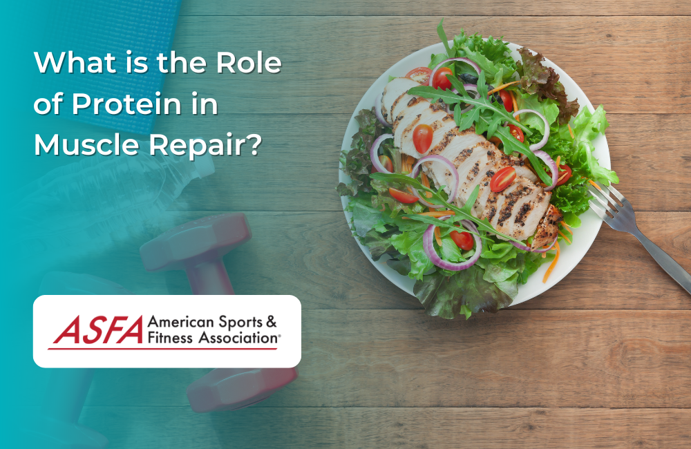 What is the Role of Protein in Muscle Repair?