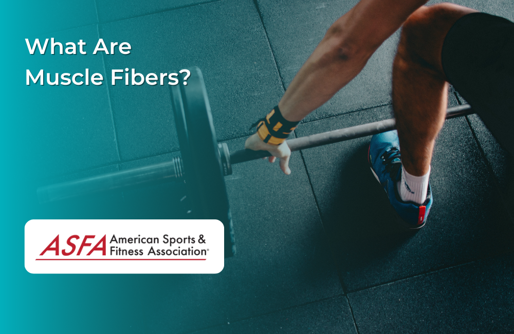 What Are Muscle Fibers? | ASFA Fitness
