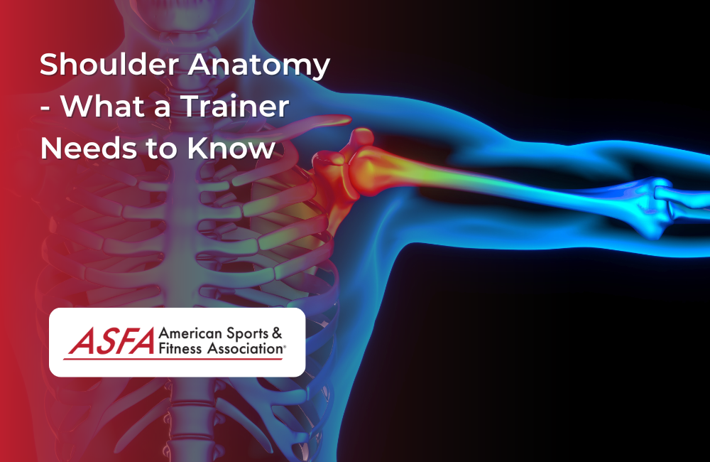 Shoulder Anatomy - What a Trainer Needs to Know
