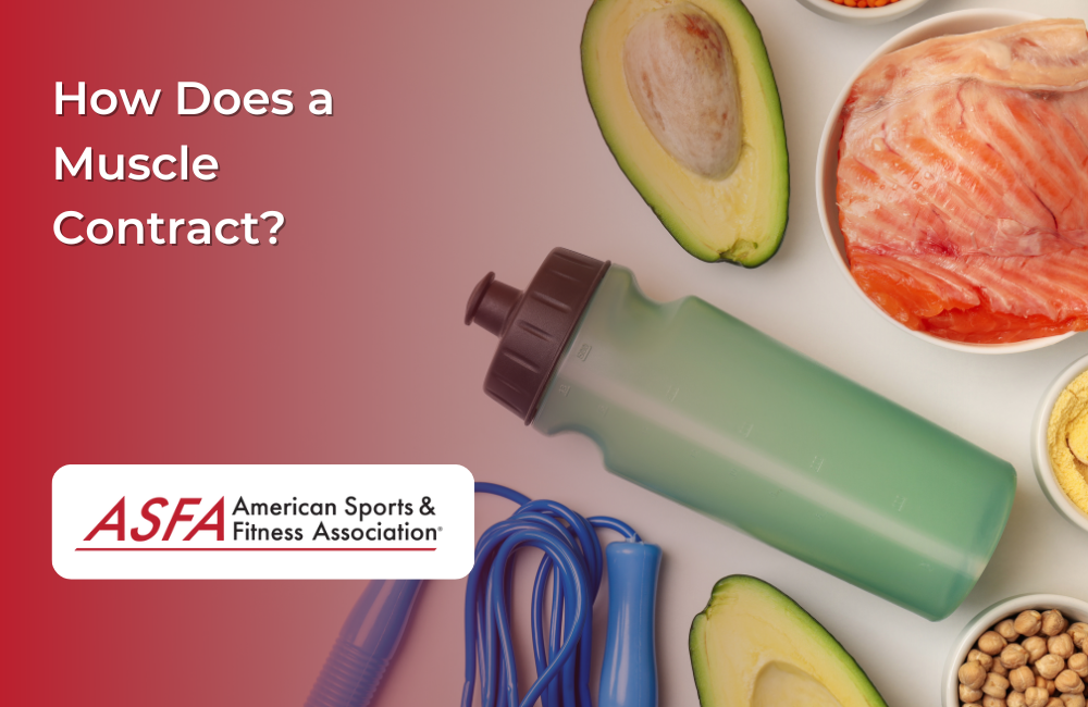 How Does a Muscle Contract? | ASFA