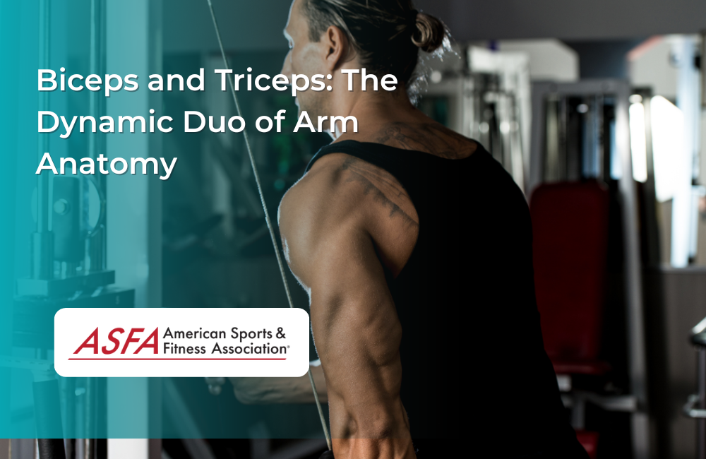 Biceps and Triceps: The Dynamic Duo of Arm Anatomy