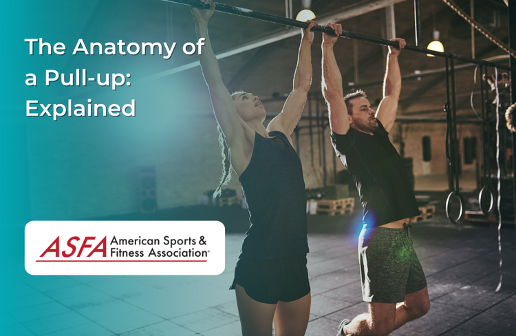The Anatomy of a Pull-up: Explained