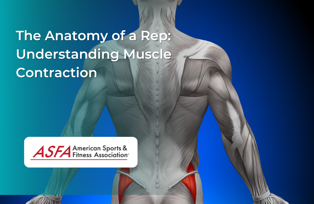 The Anatomy of a Rep: Understanding Muscle Contraction