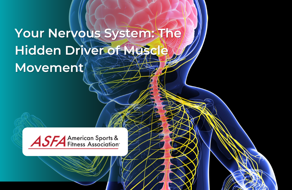 Your Nervous System: The Hidden Driver of Muscle Movement